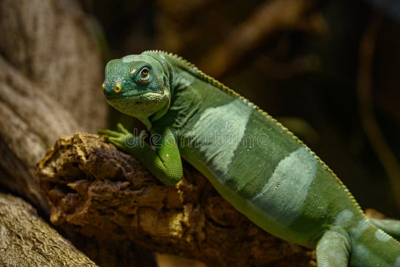 Lizards and Snakes in Germany Stock Photo - Image of nature, lizard ...