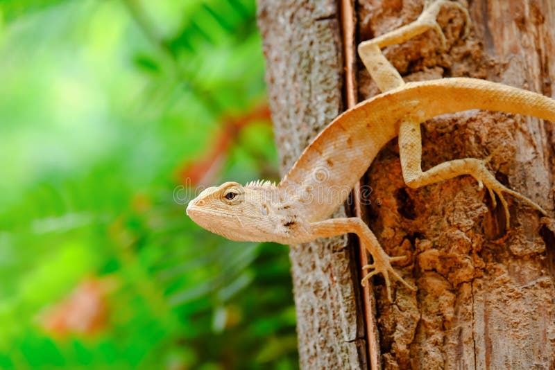 Lizards are Staring To Catch Prey. Stock Image - Image of horned ...