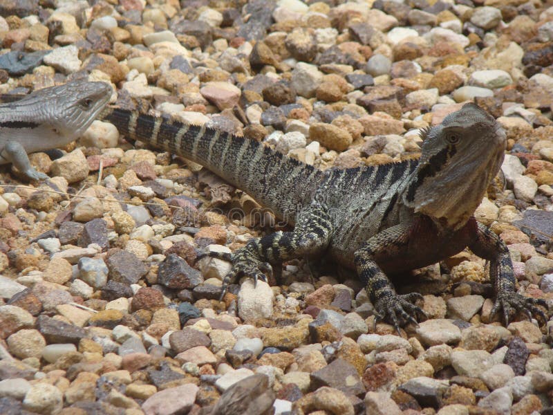 Lizards in the sun stock image. Image of rocks, reptiles - 98207917