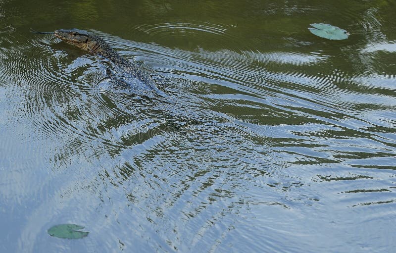 Animals and outdoor stock image. Image of area, background - 267038991