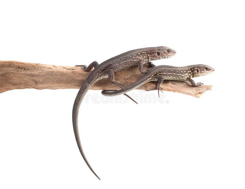 Jackson S Chameleon (Trioceros Jacksonii Merumontanus) Stock Image ...