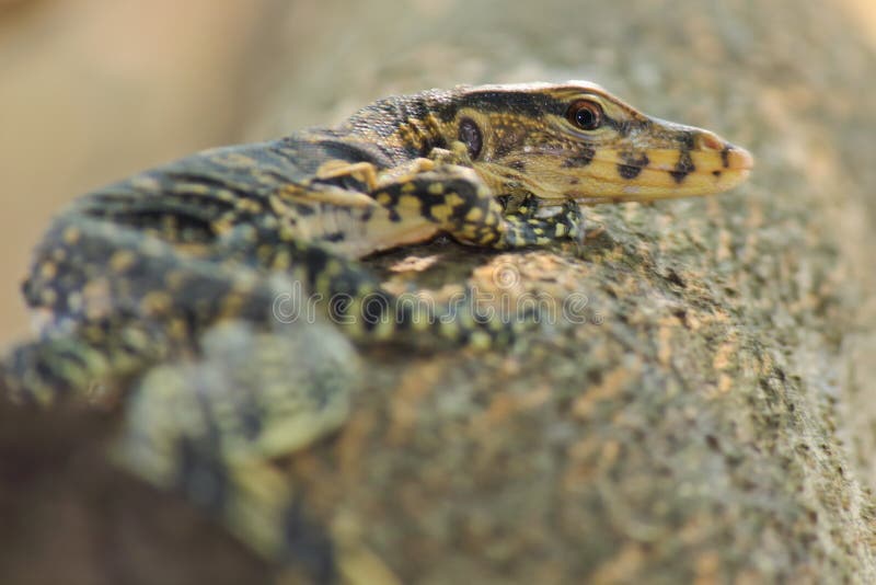 Lizard Closeup on Tree Background Stock Image - Image of island, fierce ...