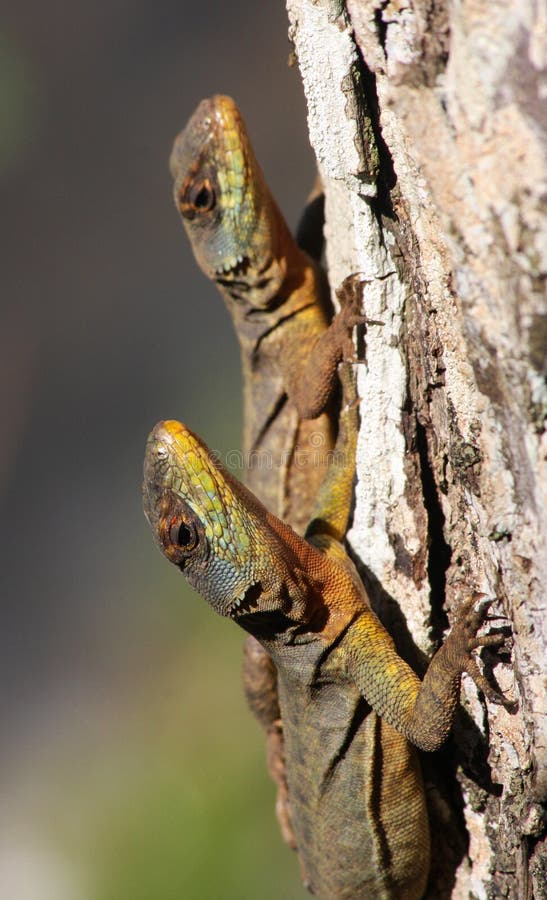 Lizards on tree trunk stock photo. Image of colourful - 99563850