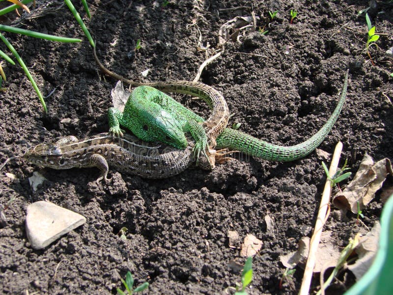 Lizards stock photo. Image of green, bite, leaves, lizards - 43735642