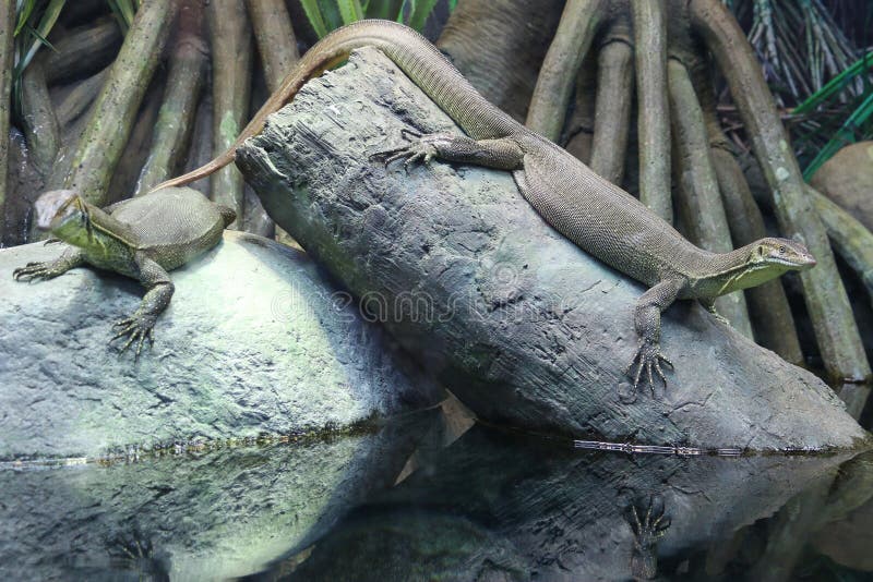 Lizards stock photo. Image of organism, environmental - 44029820