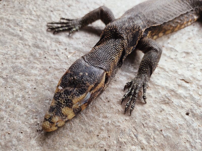 Lizards are a Type of Reptile that Belongs To the Lizard Group Stock ...