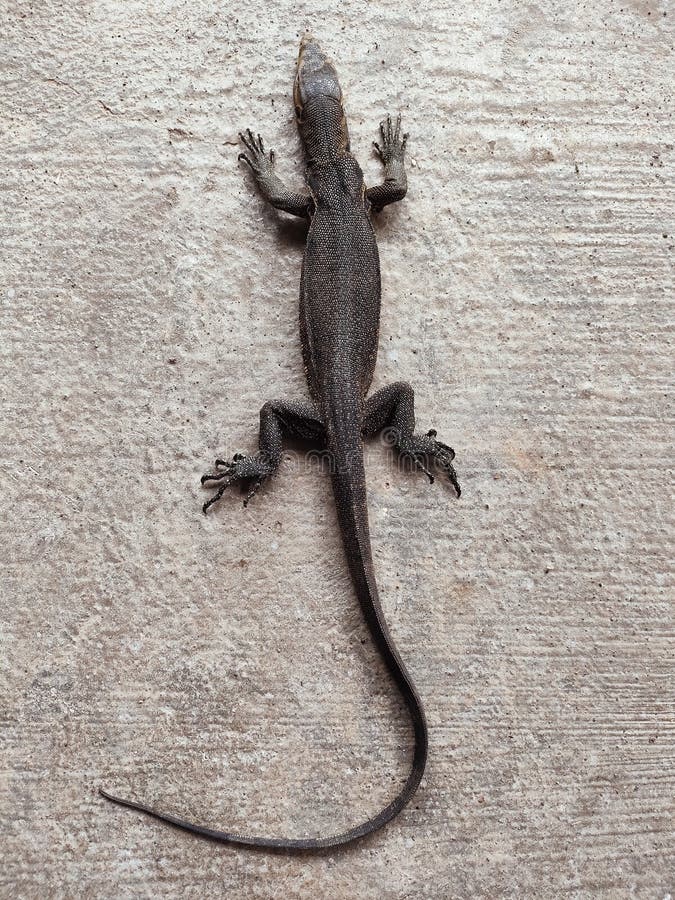 Lizards are a Type of Reptile that Belongs To the Lizard Group Stock ...