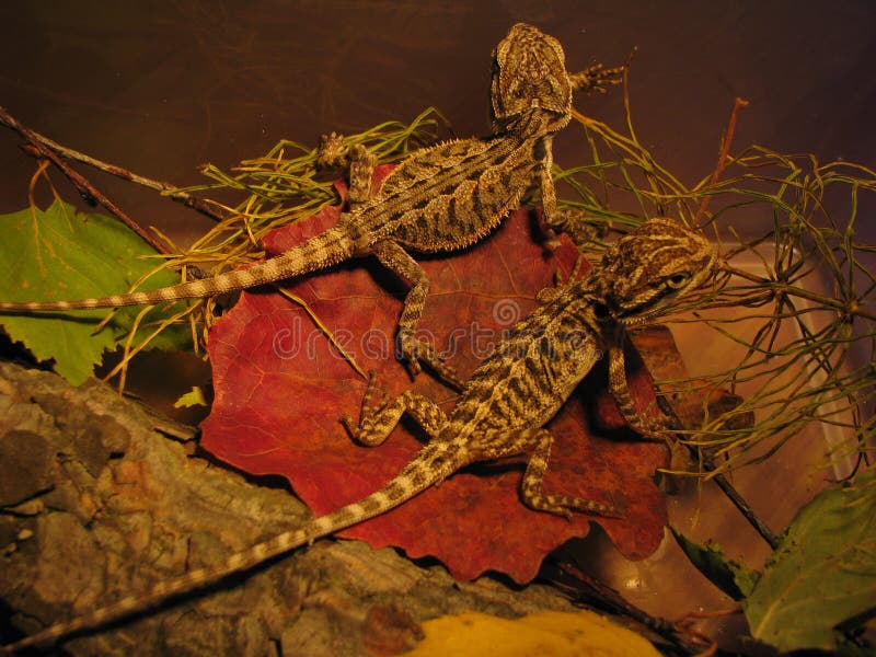 Lizards stock image. Image of reptile, canopy, leaves - 74204203