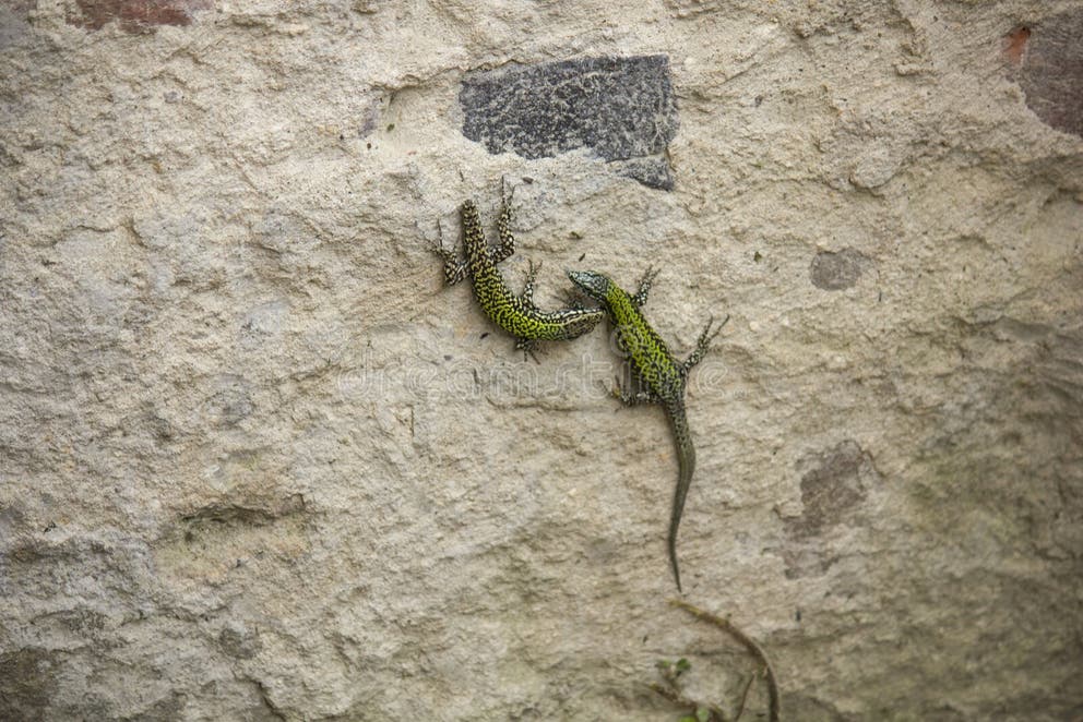 Lizards on wall stock photo. Image of viviparous, focused - 118011034