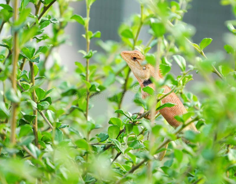 500 Group Lizards Stock Photos - Free & Royalty-Free Stock Photos from ...