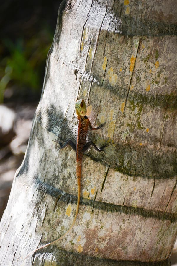 Lizards stock image. Image of multicolor, cold, step - 172384505