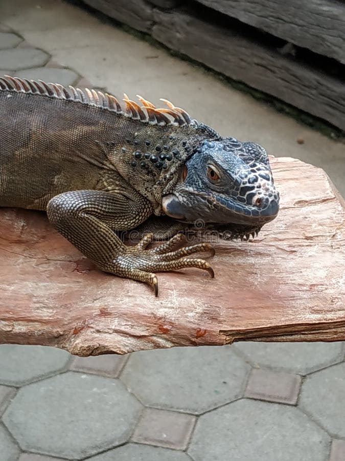 The Lizrad stock photo. Image of lizard, wildlife, snake - 267250998