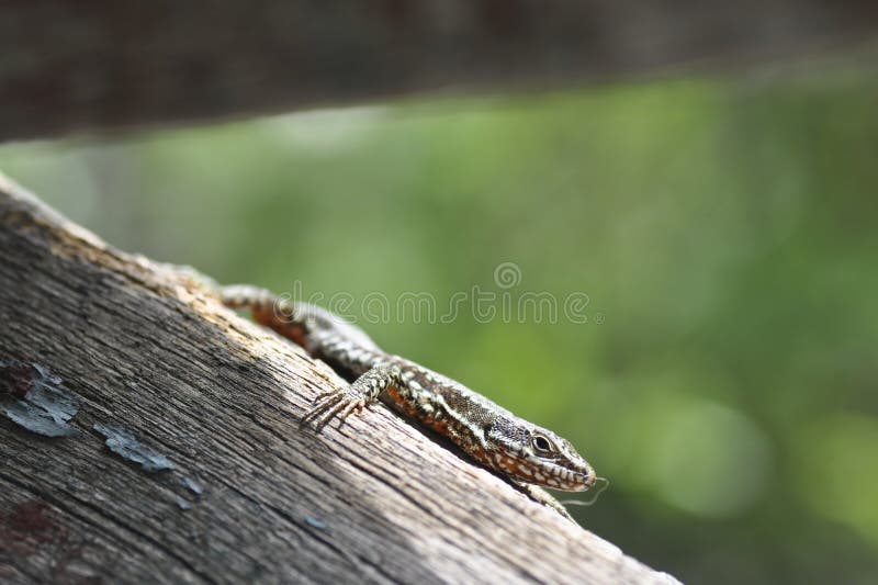 Lizzard stock image. Image of lucertola, watching, right - 14226357