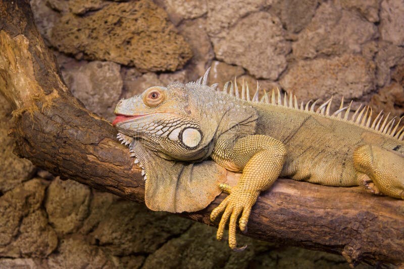 Lizzard stock photo. Image of creature, close, wildlife - 19731876