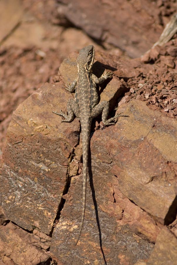 Lizzard fotografia stock. Immagine di rosso, sole, australia - 6063936
