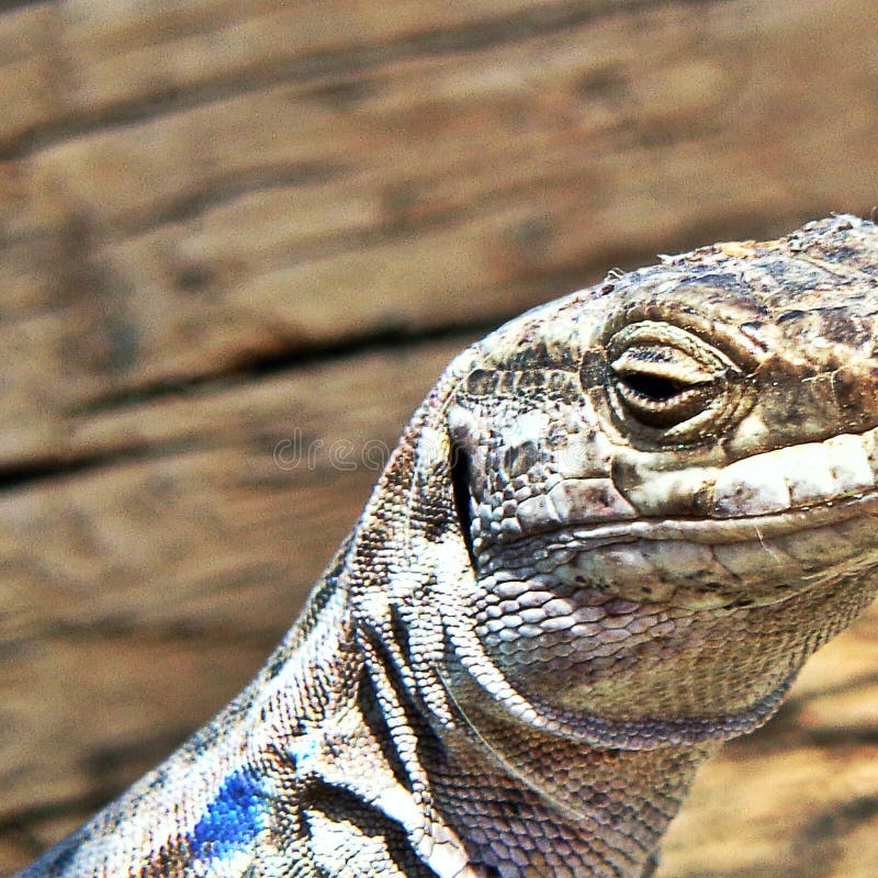 Lizzard image stock. Image du reptile, environnement - 75026559