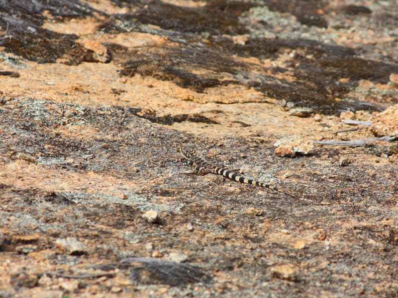 Lizzard stock image. Image of lizard, australia, wildlife - 40945747