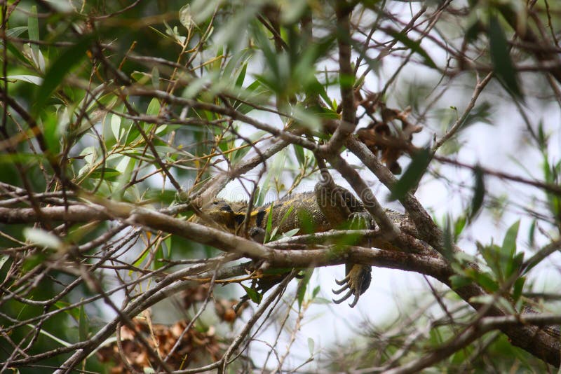 Lizzard stock image. Image of fauna, rocks, lizzard, plant - 40946633