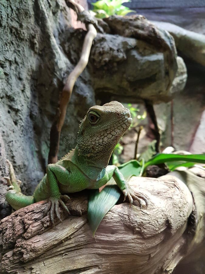 A lizzard stock photo. Image of lizzard, sitting, branch - 85060914