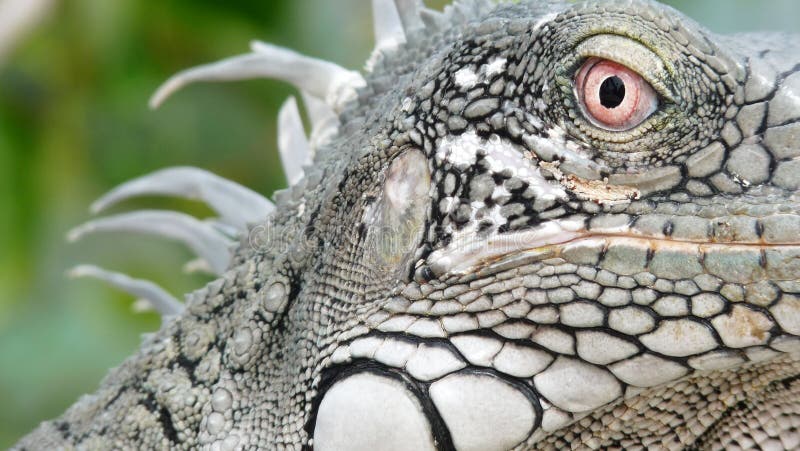 Lizzard Close Up Face Tropical Stock Photo - Image of lighting, face ...