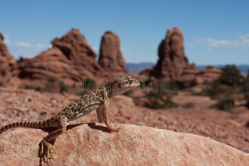 Lizzard enjoying the sun stock image. Image of rocks - 16400469