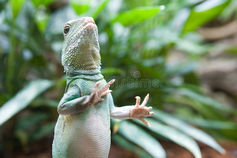 Lizzard looking at you stock photo. Image of macro, fauna - 6519080