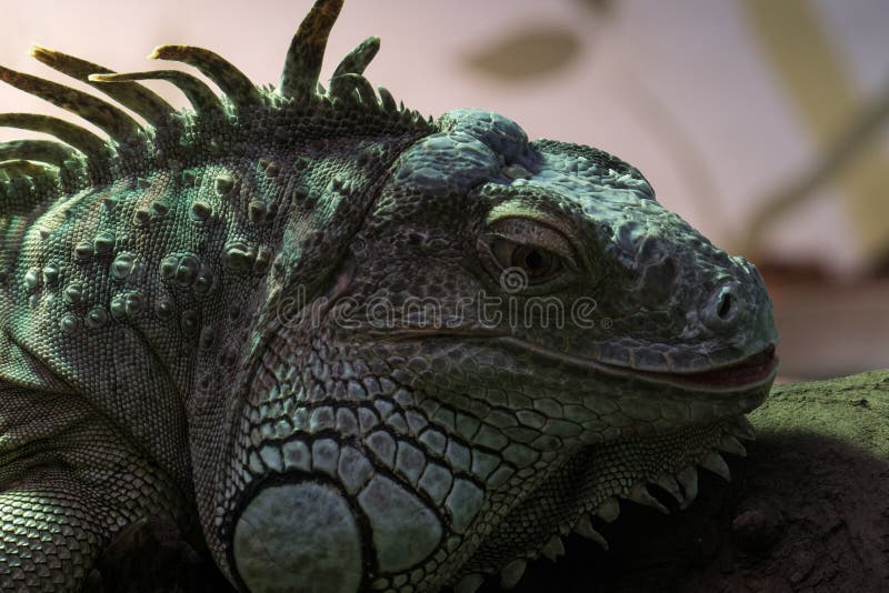 Lizzard stock image. Image of close, skin, detail, macro - 51283513