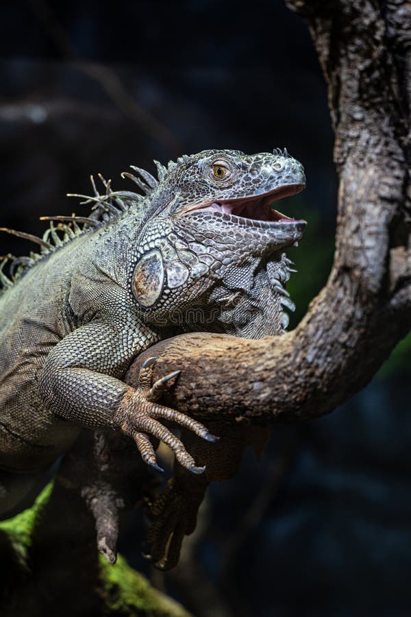 Lizzard res in a zoo stock image. Image of macro, lesueurii - 306810425