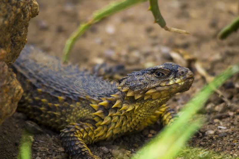 Lizzard Shading Under a Rock Stock Image - Image of closeup, little ...