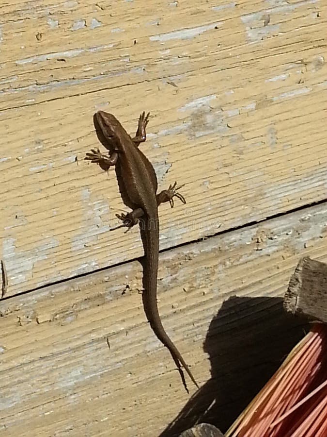 Lizzard stock photo. Image of grey, summer, lizzard, countryside - 53899742