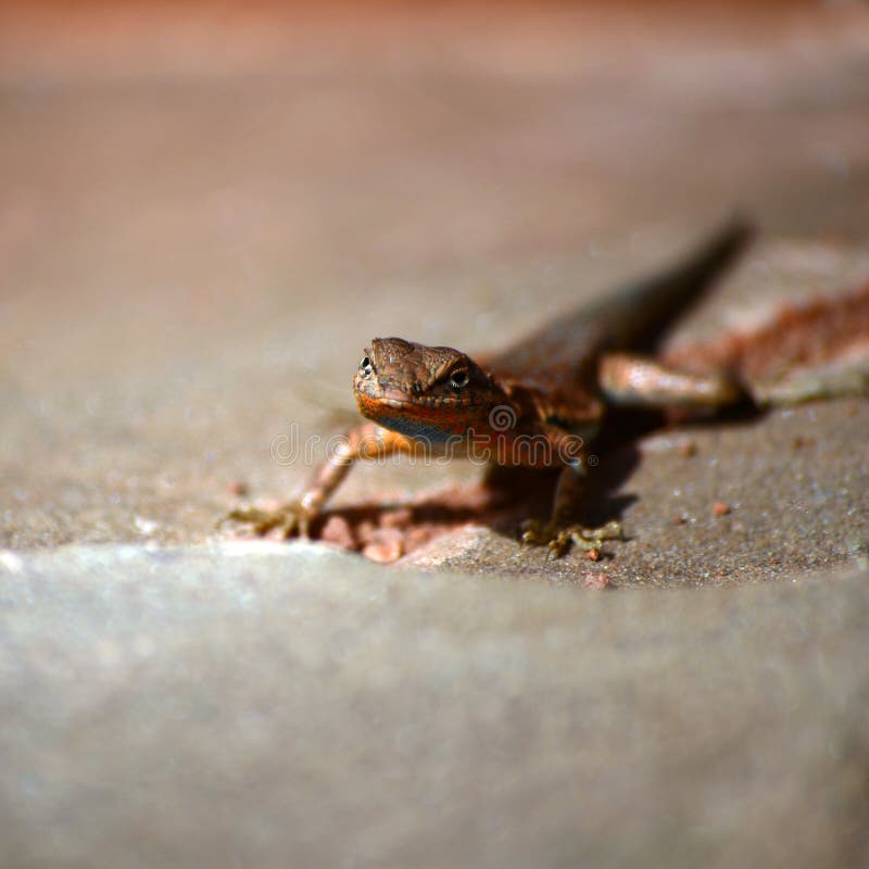Lizzard in Sunshine stock image. Image of prehistoric - 43976609