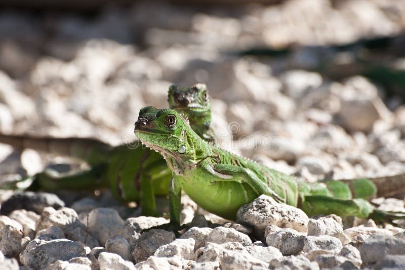 Lizzards stock image. Image of wildlife, reptile, island - 21237831