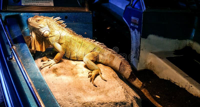 Lizard stock image. Image of lizard, exotic, reptile - 51592773