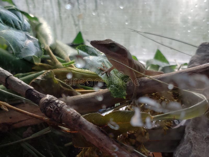 Lizzy the lizard stock photo. Image of lizard, lizzy - 161080922