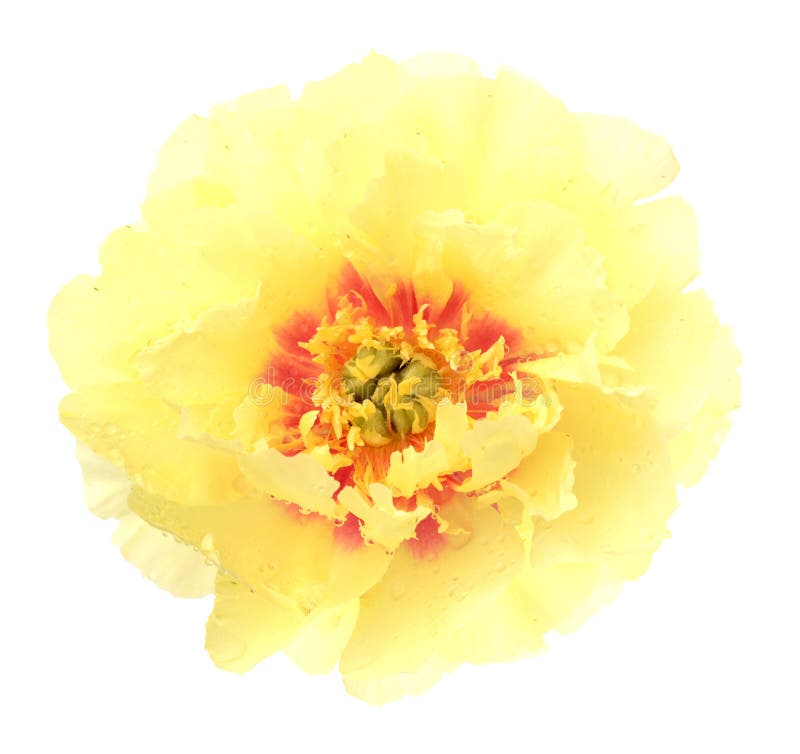 Gul pion arkivfoto. Bild av kväva, växt, isolerat, stamma - 68755612