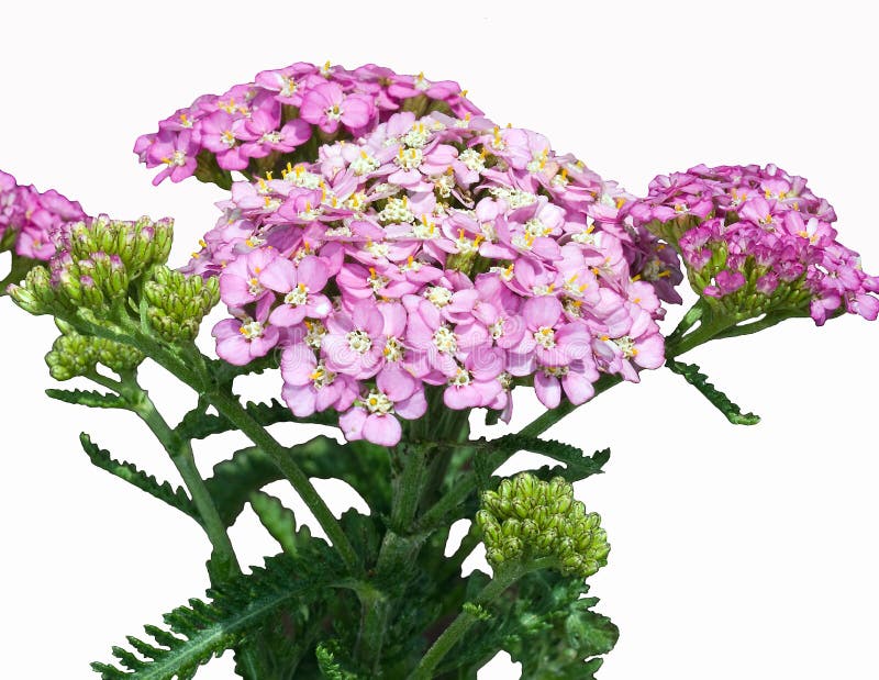 Ljus - Rosa Yarrow Med Vit Bakgrund Arkivfoto - Bild av bakgrund ...