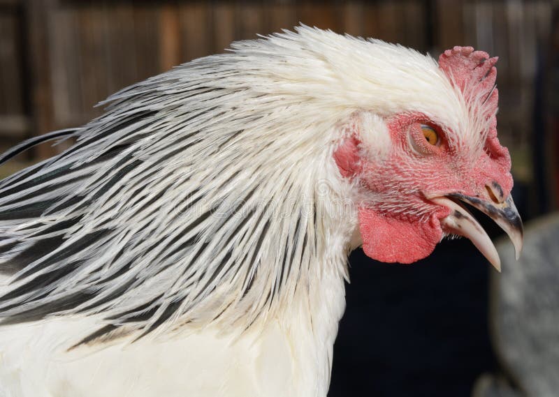 Sussex Tupp Foton - Gratis och royaltyfria stockfoton från Dreamstime