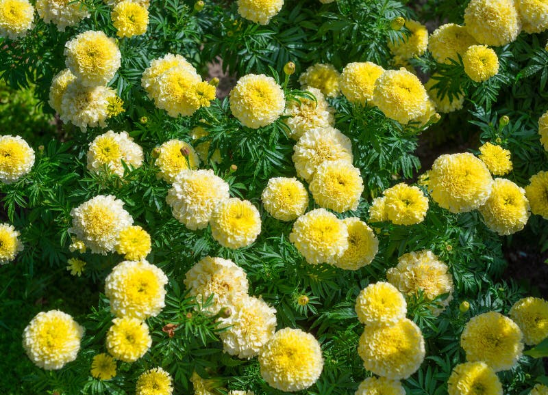 2,833 Ringblommor Foton - Gratis och royaltyfria stockfoton från Dreamstime