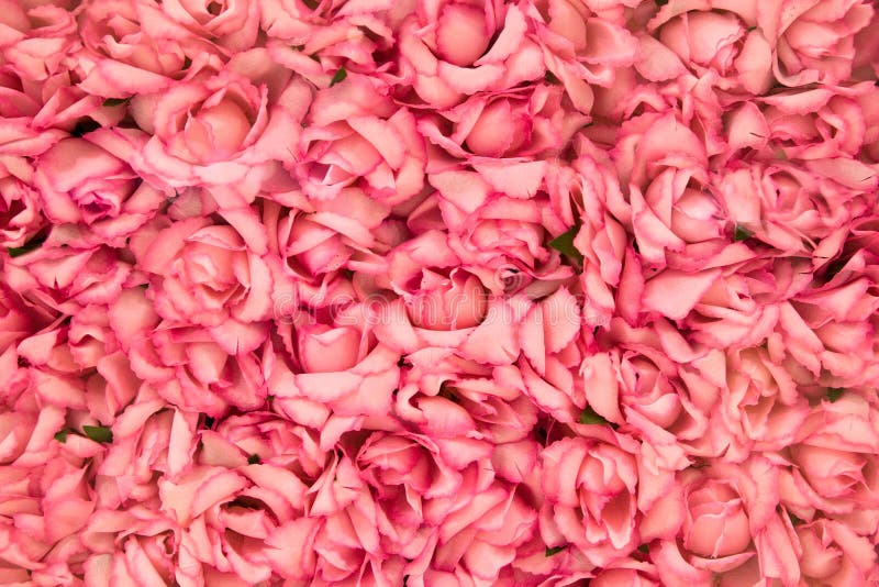 Ljus Rosa Frangipani Med Rosen Och Klara Kvartskristaller Arkivfoto ...