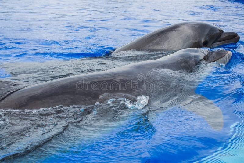 Dolphin Confused Stock Photos - Free & Royalty-Free Stock Photos from ...