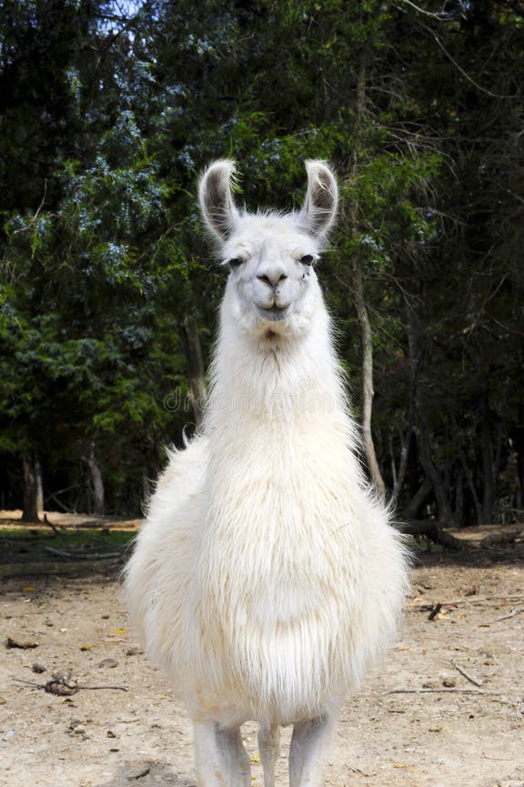 27,847 Llama Stock Photos - Free & Royalty-Free Stock Photos from ...
