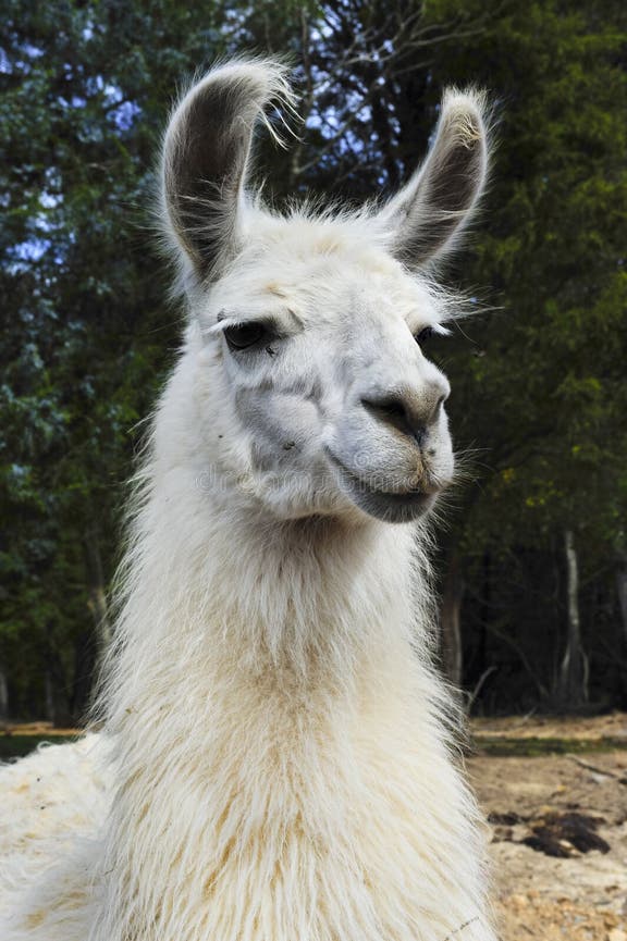 Llama stock photo. Image of head, white, animal, flies - 24640912