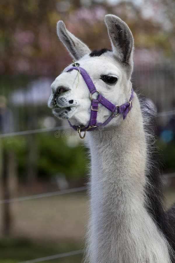 659 Smiling Llama Stock Photos - Free & Royalty-Free Stock Photos from ...