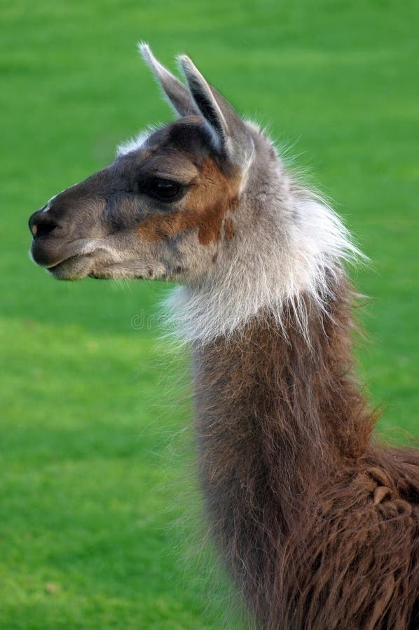 Brown llama stock photo. Image of wildlife, jujuy, summer - 28136866