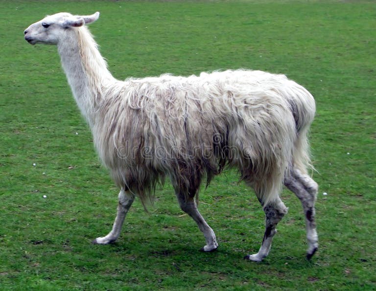 Llama stock image. Image of quadruped, neck, furry, south - 4947949