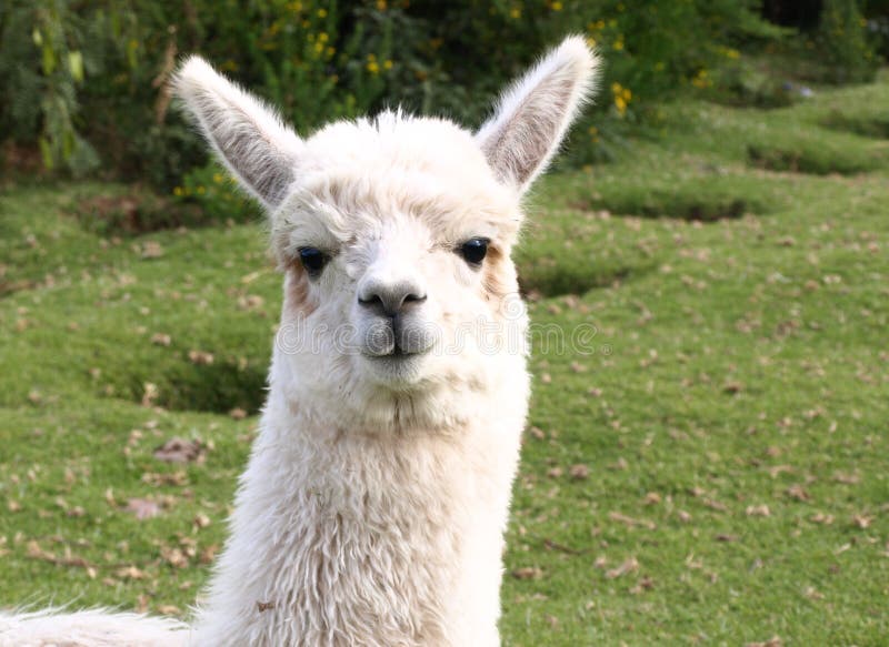 Depressed Llama. Funny Animal Image of a Sad Looking Lethargic L Stock ...