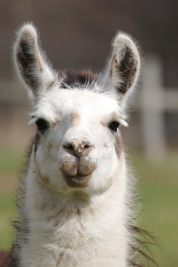 Llama stock photo. Image of silly, petting, neck, cute - 685684