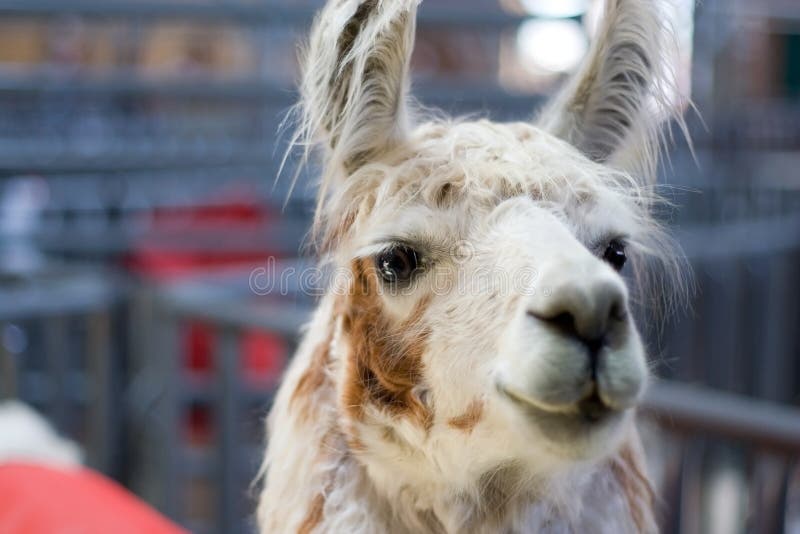 Llama stock photo. Image of gray, cute, head, meat, llama - 872110