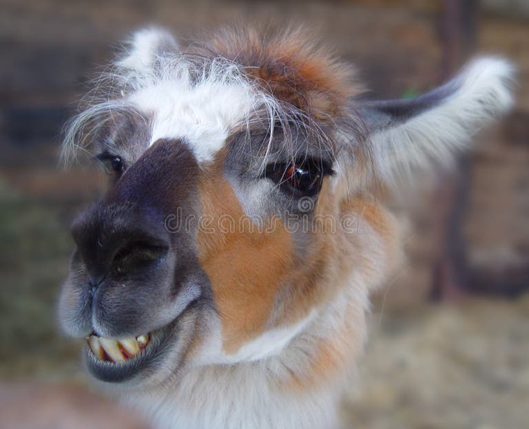 937 Llama Teeth Stock Photos - Free & Royalty-Free Stock Photos from ...