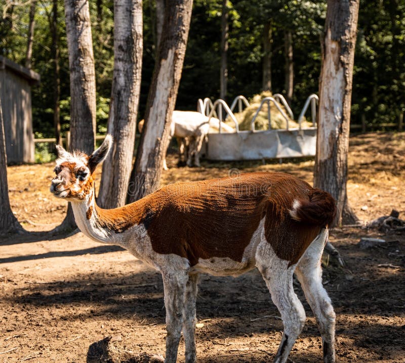 Llama Animal Standing on the Ground it Zoo Stock Image - Image of ...